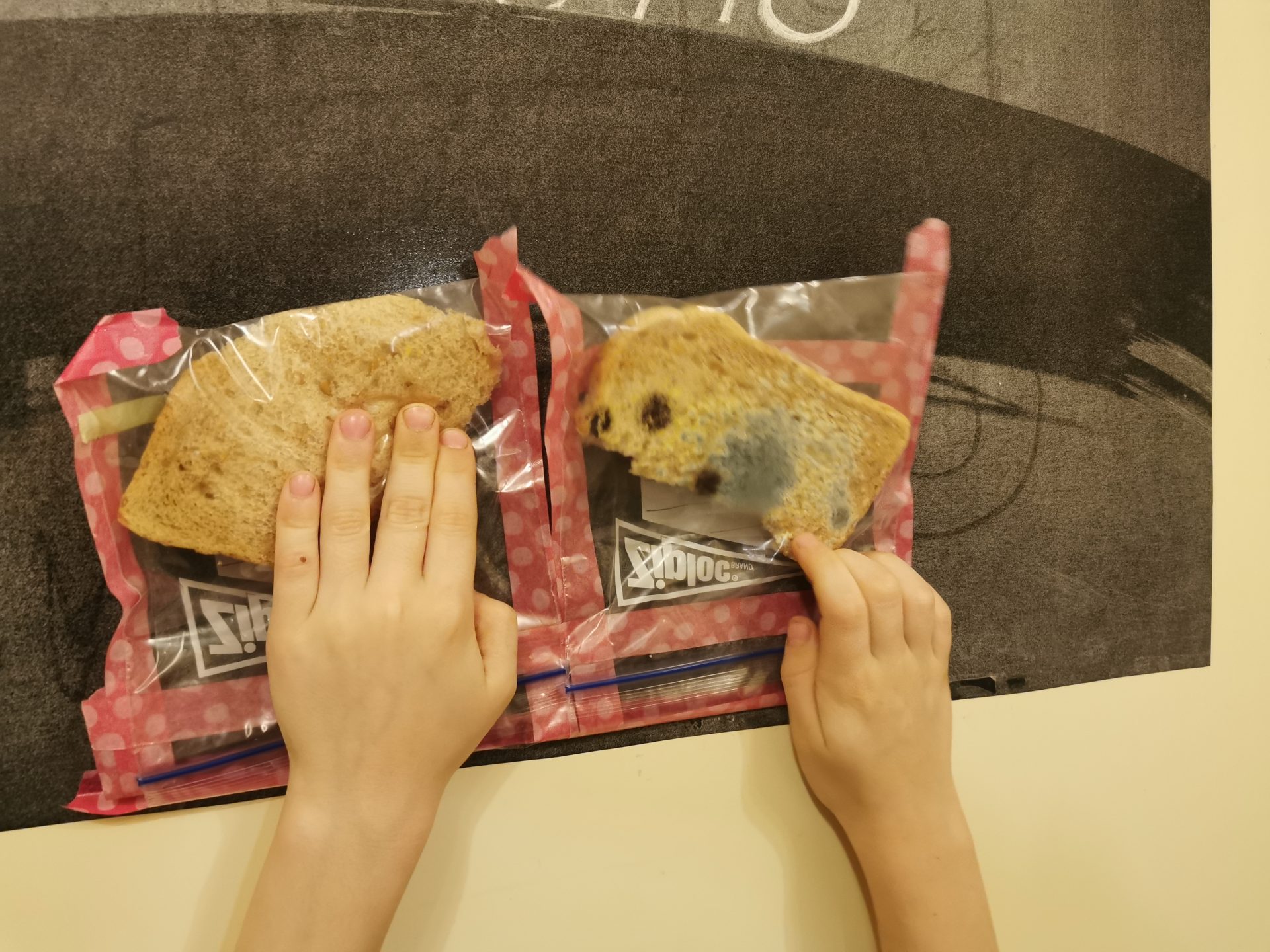 Das Toast Experiment - Oder: Warum Hände waschen so wichtig ist ...